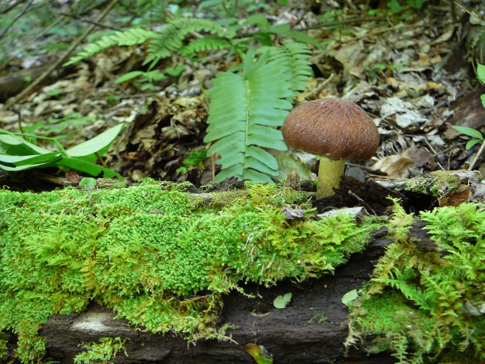 Functional Fungus - Conserving Carolina