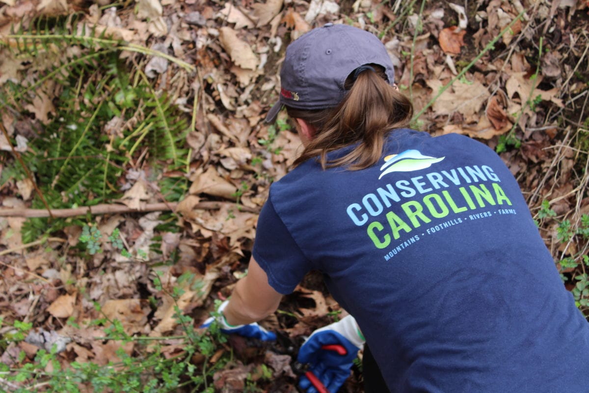 What We Do | Conserving Carolina