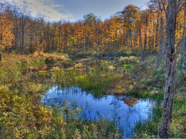 Headwaters State Forest - Conserving Carolina