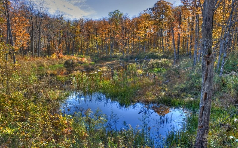 Headwaters State Forest - Conserving Carolina