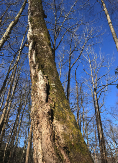 The Snowy Forest: Forest Bathing with Mattie Decker - Conserving Carolina