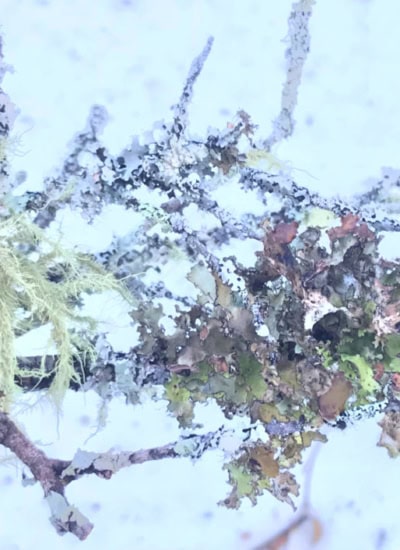 The Snowy Forest: Forest Bathing with Mattie Decker - Conserving Carolina