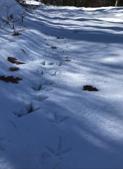 The Snowy Forest: Forest Bathing with Mattie Decker - Conserving Carolina
