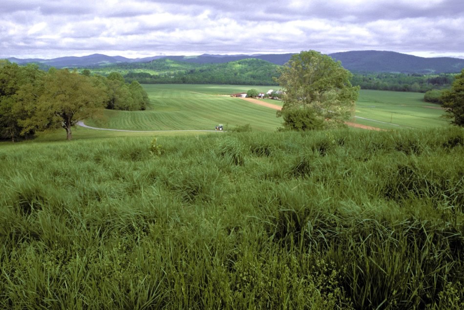 Habitat at Home: Bird Boxes – Does Your Landscape Fit the “Bill ...