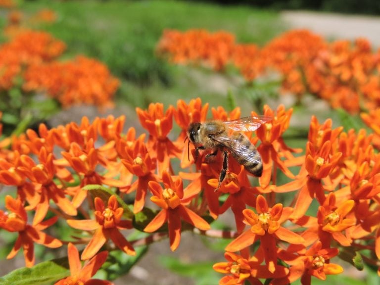 Where to Get Native Plants for WNC and Upstate SC - Conserving Carolina