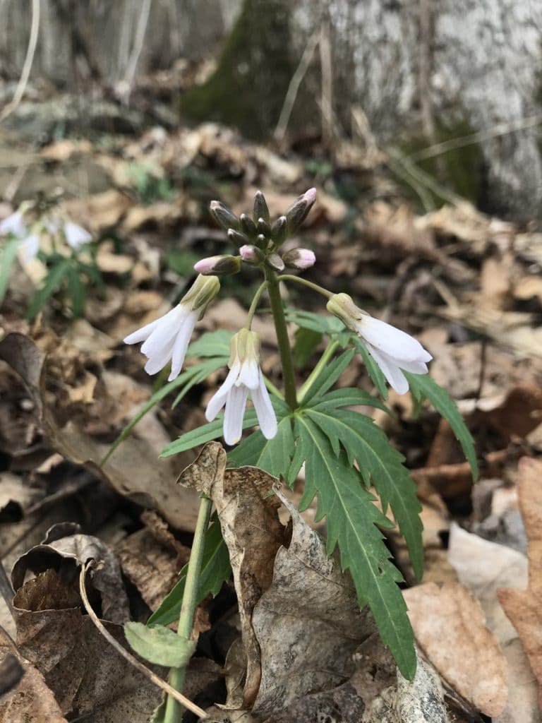 Spring Ephemerals: Masters of Adaptation - Conserving Carolina