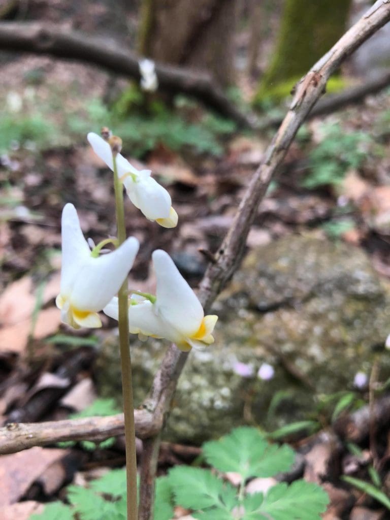 Spring Ephemerals: Masters of Adaptation - Conserving Carolina
