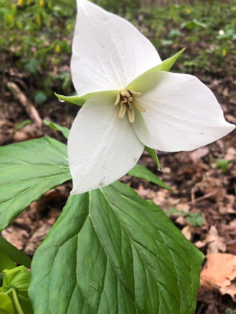 Spring Ephemerals: Masters of Adaptation - Conserving Carolina