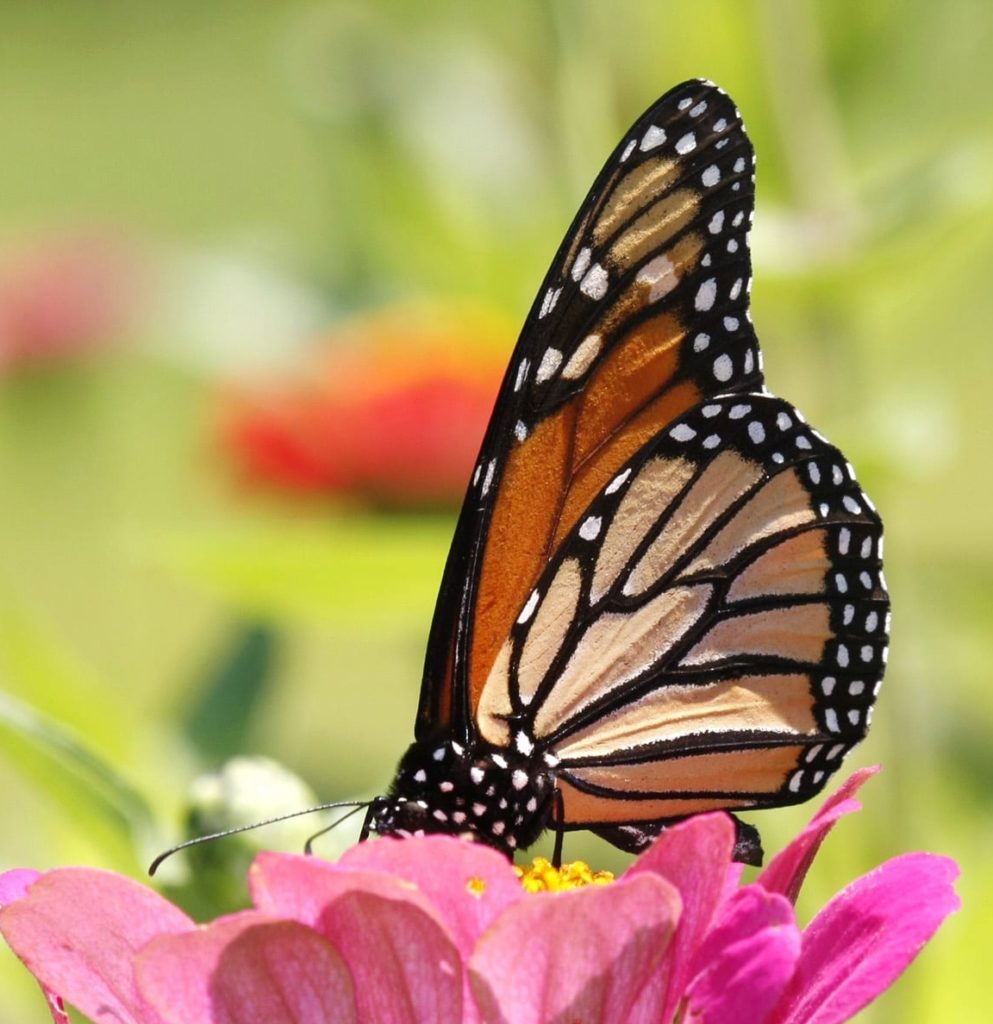 Gardening for Butterflies in Western NC and Upstate - Conserving Carolina