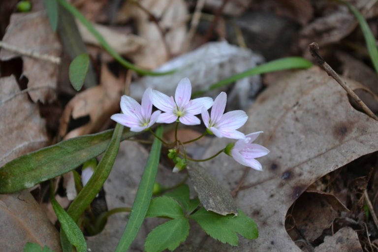 Spring Ephemerals: Masters of Adaptation - Conserving Carolina