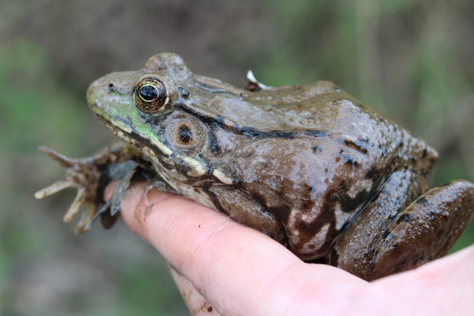 Mud Creek Floodplain Restoration is Underway! - Conserving Carolina