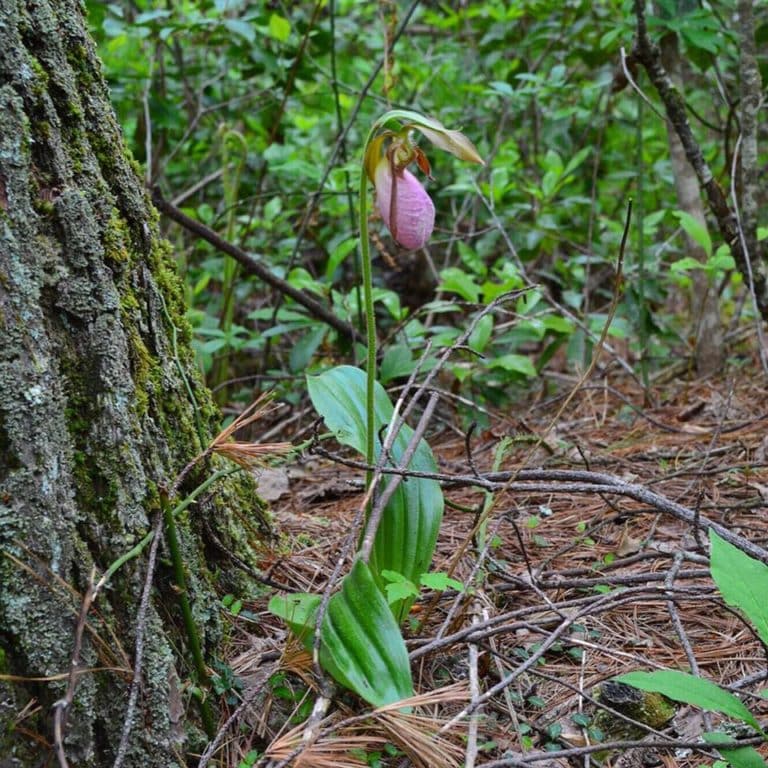 Saving Our Rare and Beautiful Mountain Bogs - Conserving Carolina