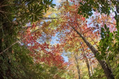 Forest Bathing and Forest Therapy with Dr. Mattie Decker | Conserving ...