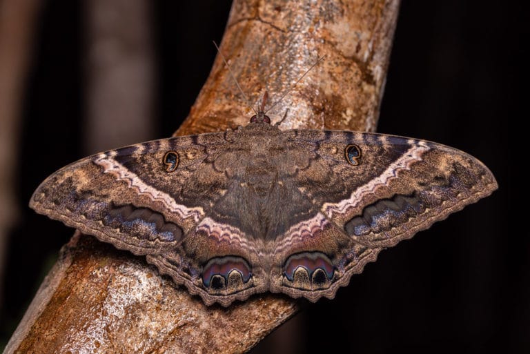 Polk County's Most Wanted - Black Witch moth - Conserving Carolina