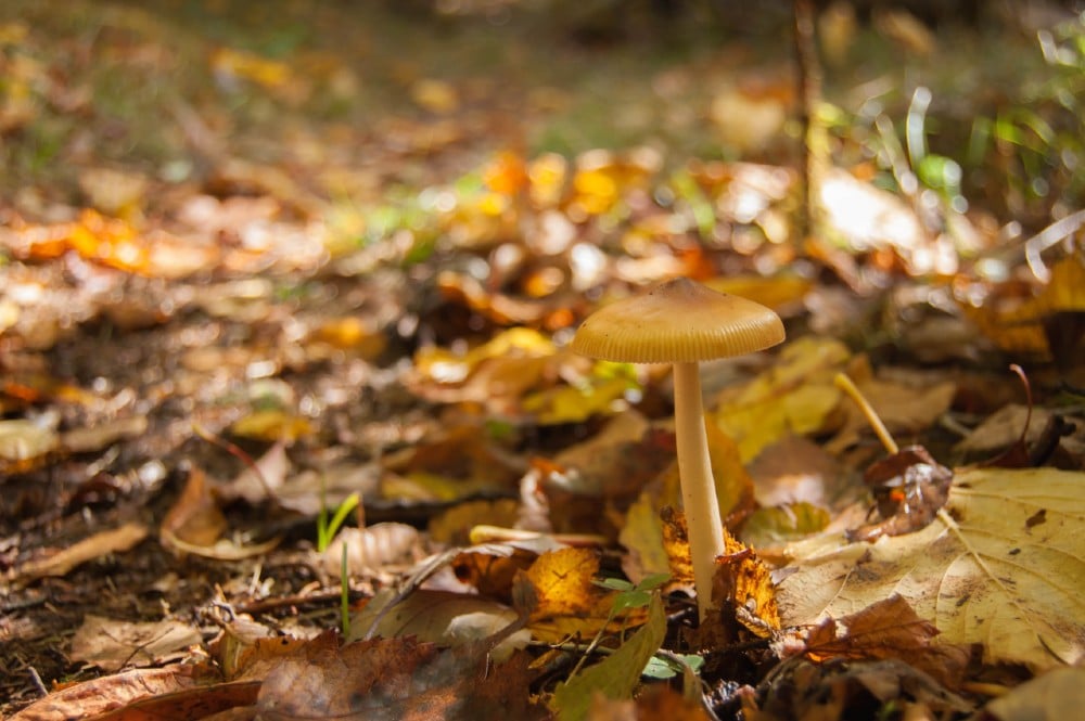 Forest Bathing and Forest Therapy with Dr. Mattie Decker - Conserving ...
