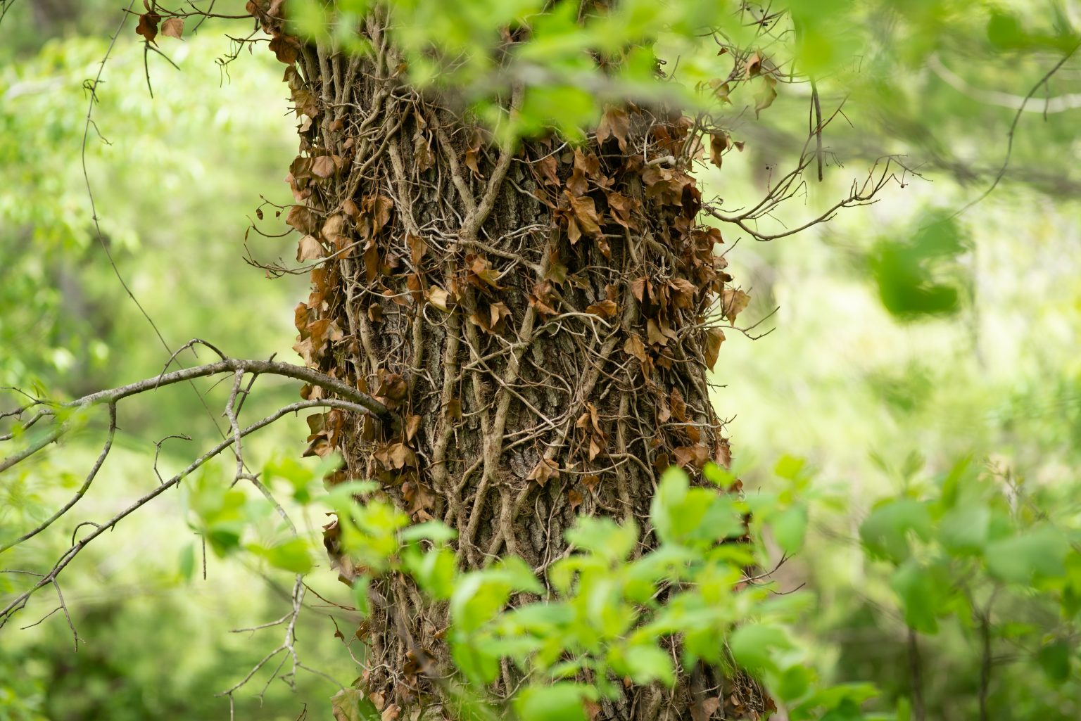 How to Get Rid of Invasive English Ivy - Conserving Carolina