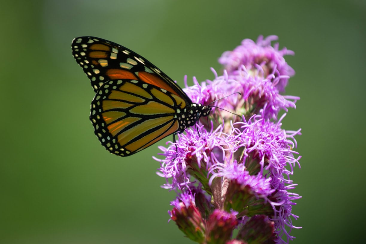 Gardening for Butterflies in Western NC and Upstate - Conserving Carolina