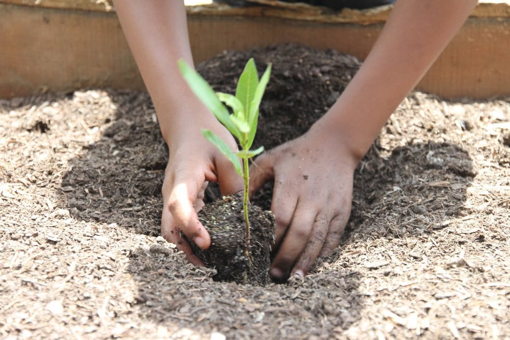 Pollinators Without Borders - Conserving Carolina