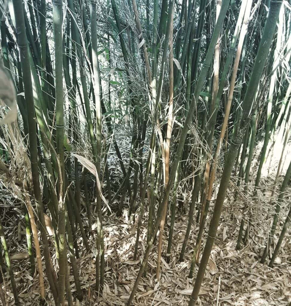 Give Native Problem-Solver Giant River Cane A Chance - Conserving Carolina