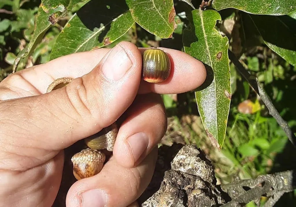 Biggest Bang for Our Buck: Plant Oak Trees - Conserving Carolina