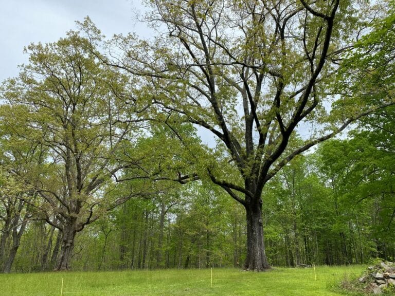 How to Plant an Oak (and Why You Should) - Conserving Carolina
