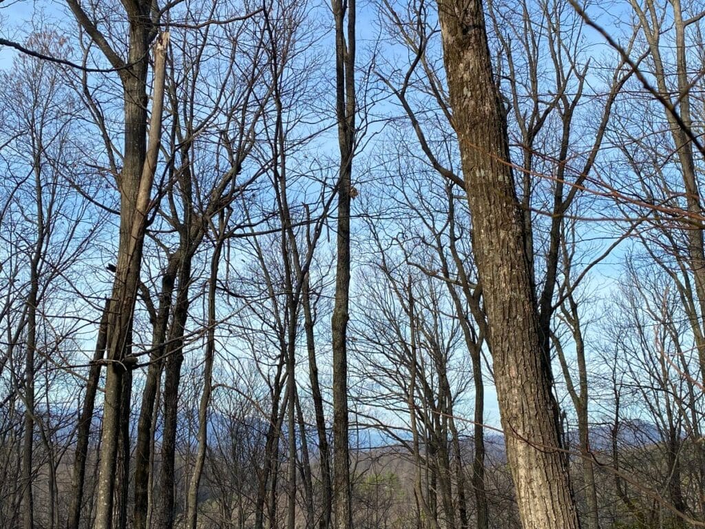 Forest Near Pearson's Falls Protected - Conserving Carolina