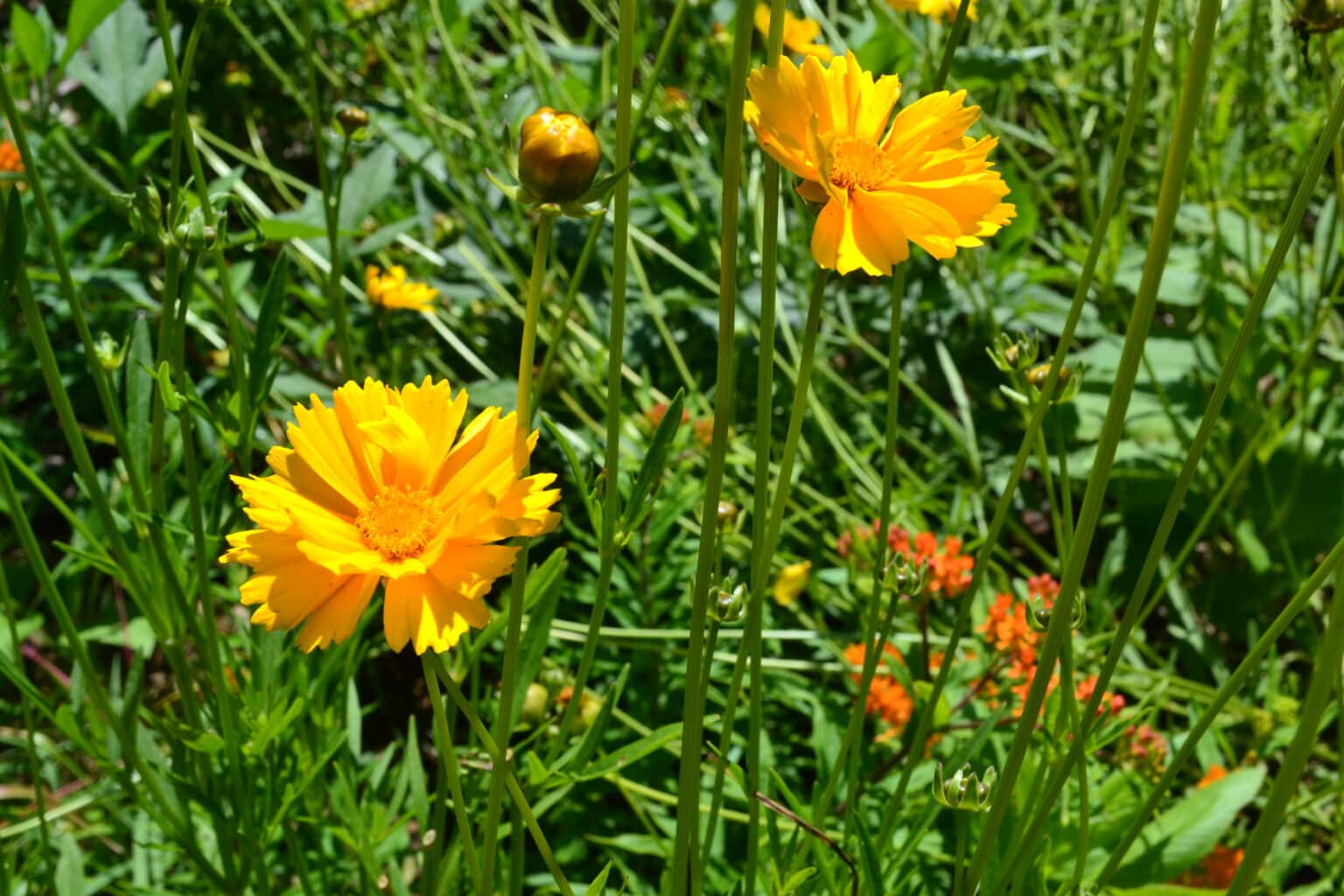 Forest Bathing and Forest Therapy with Dr. Mattie Decker - Conserving ...