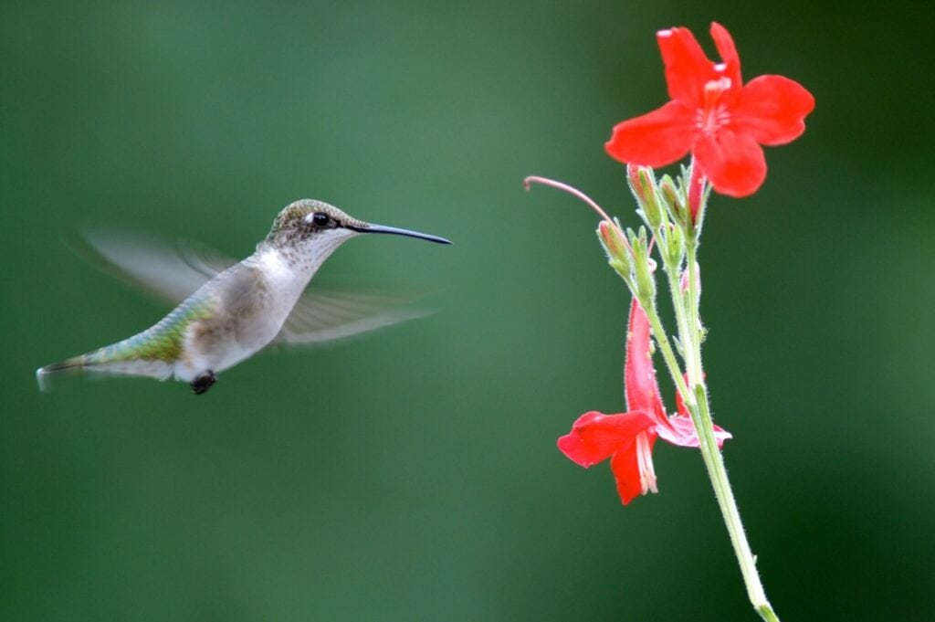 Be a Hummingbird Hero: 12 Ways to Make a Positive Difference ...