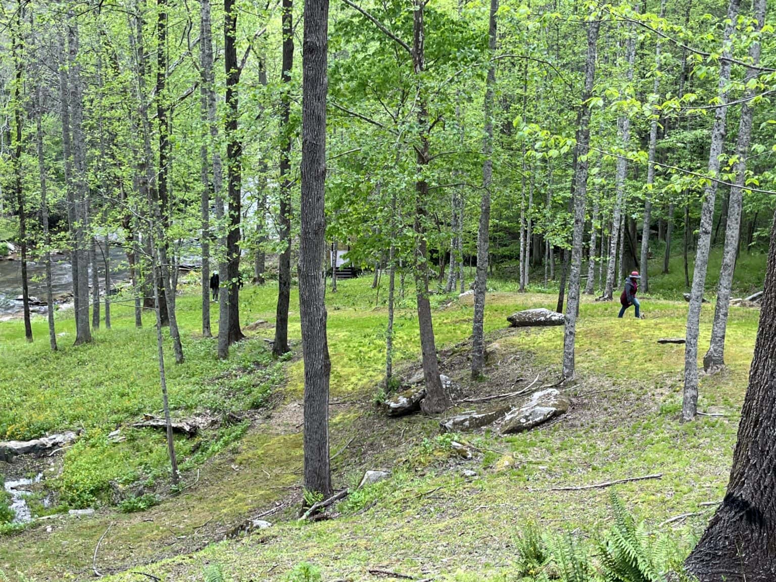Forest Bathing: Nature and Forest Therapy - Conserving Carolina