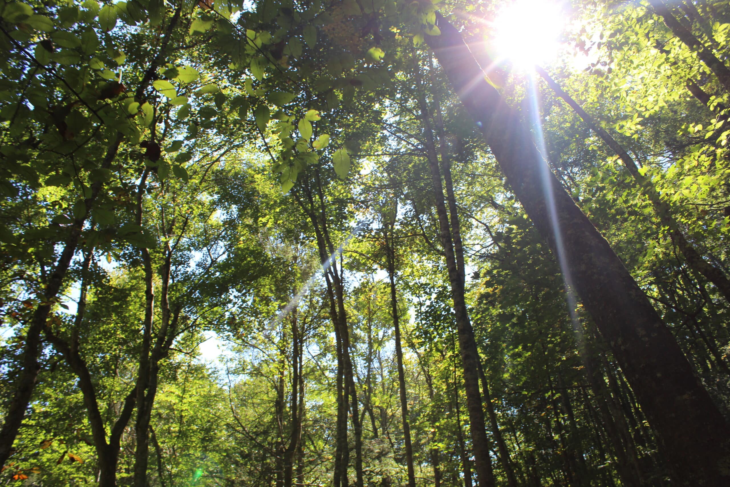 Earth Month Reflections - Conserving Carolina