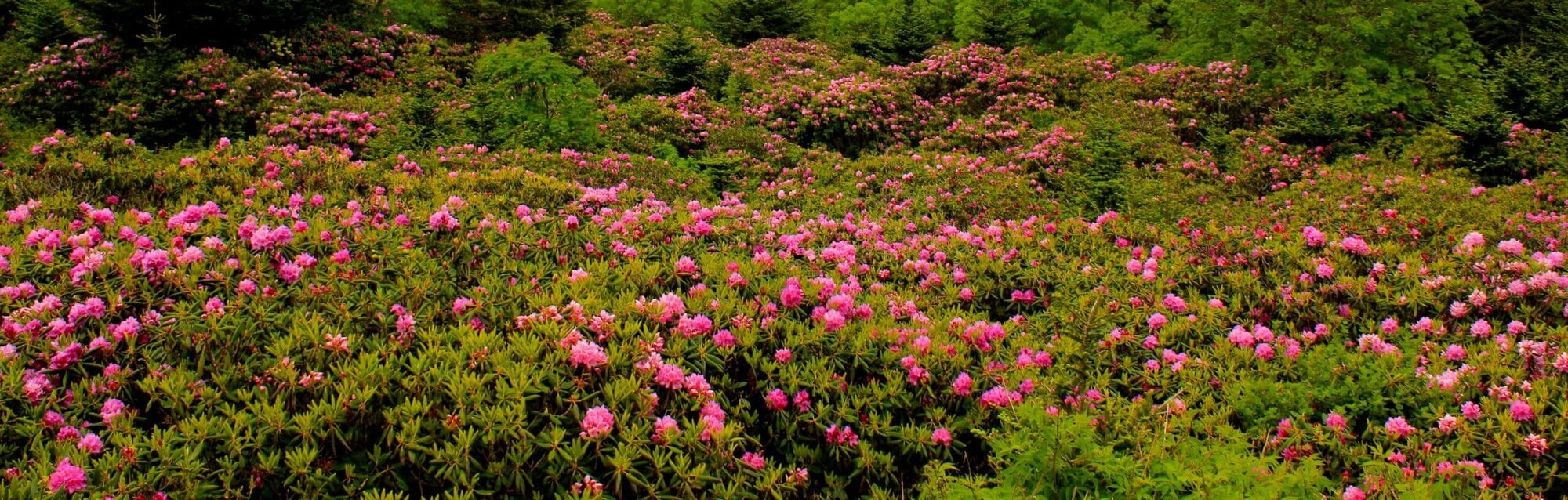 Forest Bathing and Forest Therapy with Dr. Mattie Decker - Conserving ...