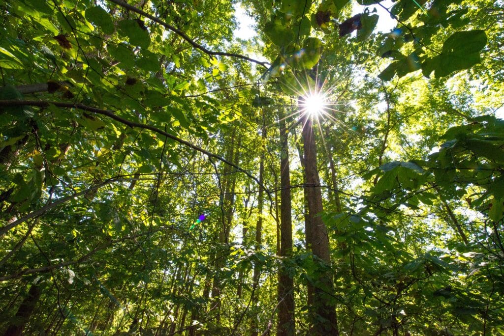 New Land Added to Norman Wilder Forest - Conserving Carolina