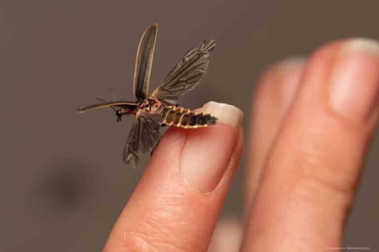 How to Create Firefly Habitat in Your Backyard - Conserving Carolina