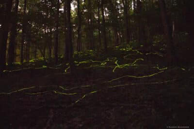 How to Create Firefly Habitat in Your Backyard - Conserving Carolina