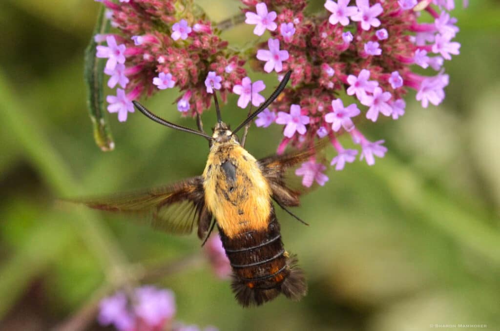 Moth Gardens and Moon Gardens - Conserving Carolina