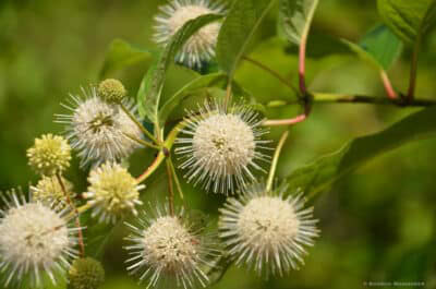 Moth Gardens and Moon Gardens - Conserving Carolina
