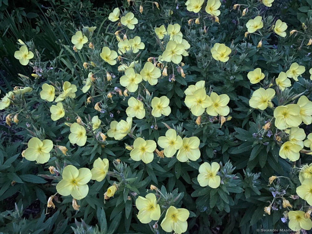 Moth Gardens and Moon Gardens - Conserving Carolina