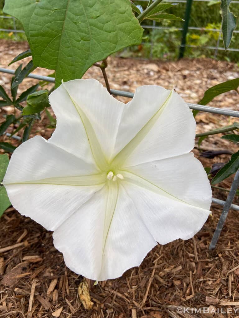 Moth Gardens and Moon Gardens - Conserving Carolina