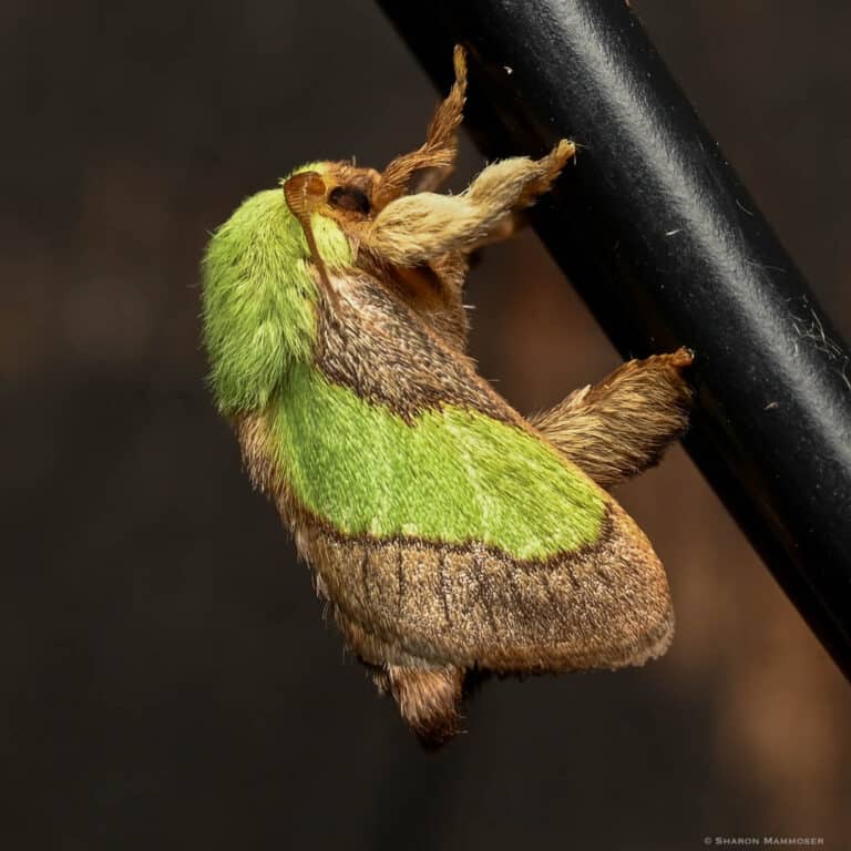 Moth Gardens and Moon Gardens - Conserving Carolina