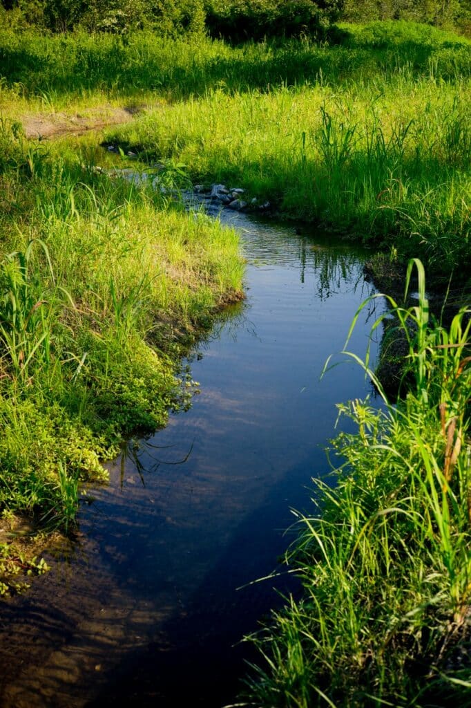Restoring A Lost Floodplain - Conserving Carolina