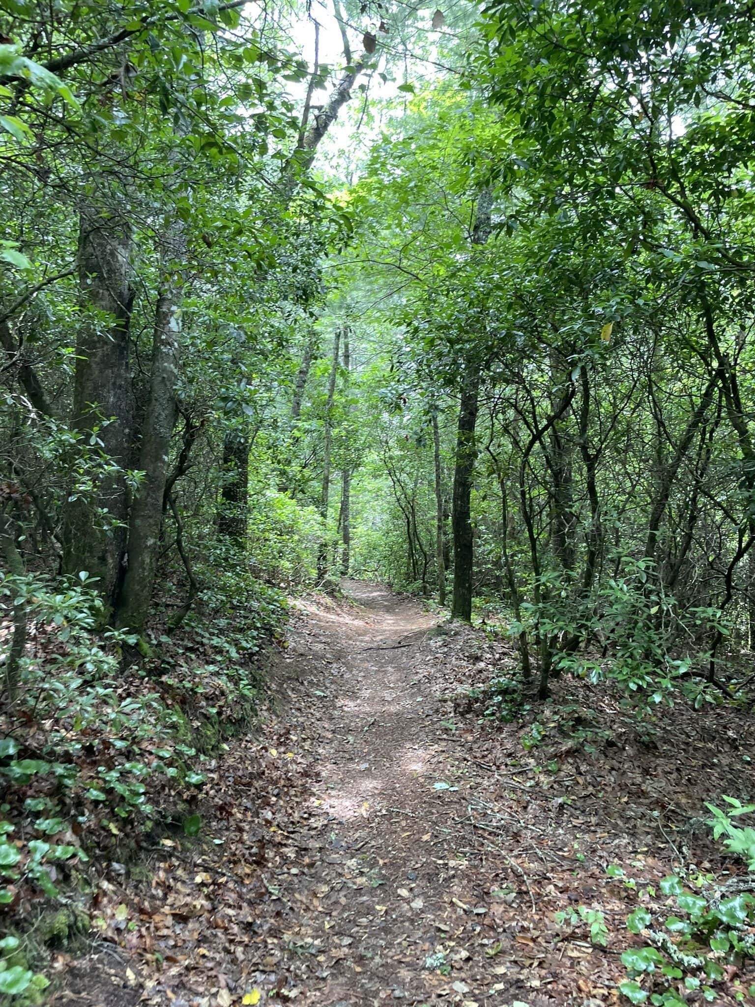 DuPont Loop: Quarry and Rocky Bald - Conserving Carolina