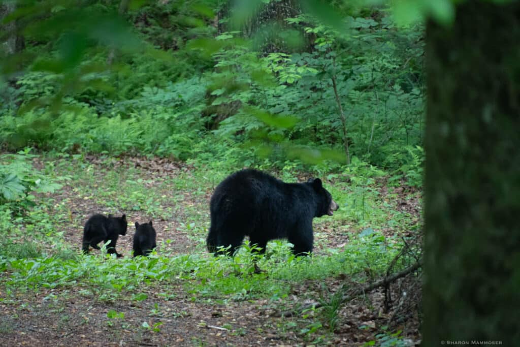 Living with Bears: Some Tips to Coexist Peacefully - Conserving Carolina