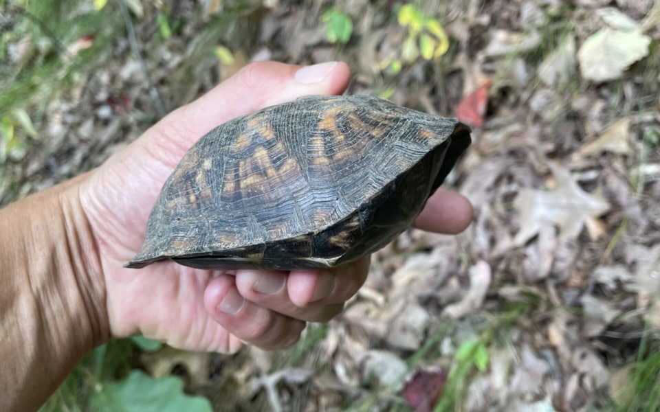 Preserving Cedar Cliffs at Twin Bridges: A Call to Action for ...