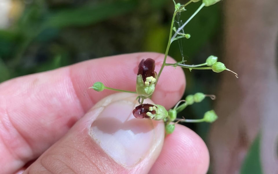 Preserving Cedar Cliffs at Twin Bridges: A Call to Action for ...