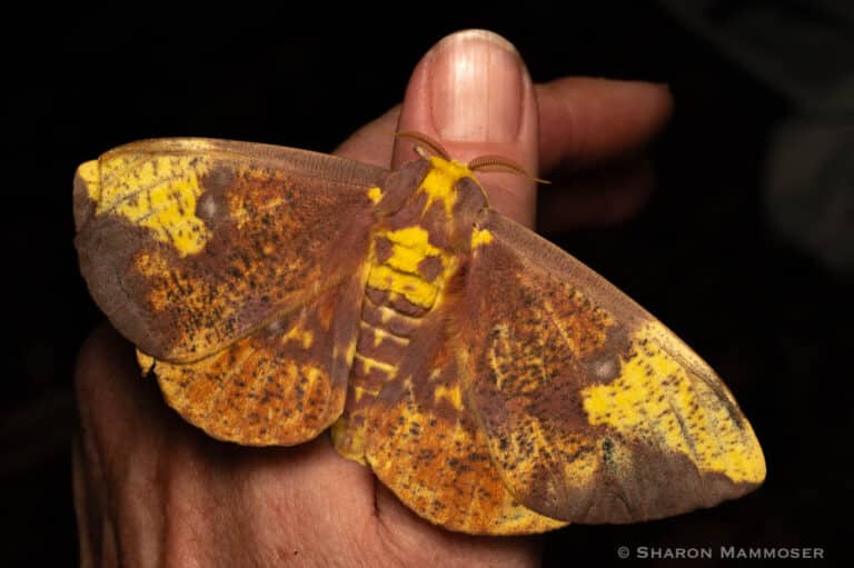 Why Garden for Moths? - Conserving Carolina