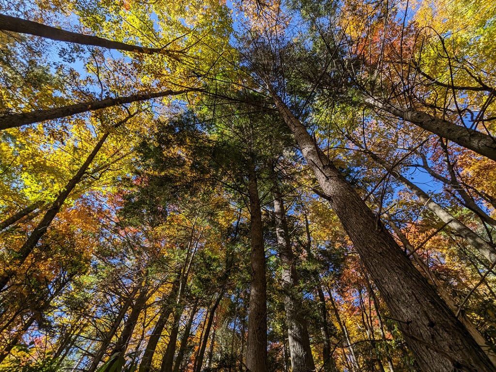 What We're Doing to Save our Hemlocks - Conserving Carolina