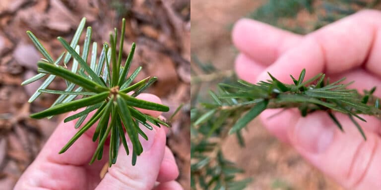 What We're Doing to Save our Hemlocks - Conserving Carolina