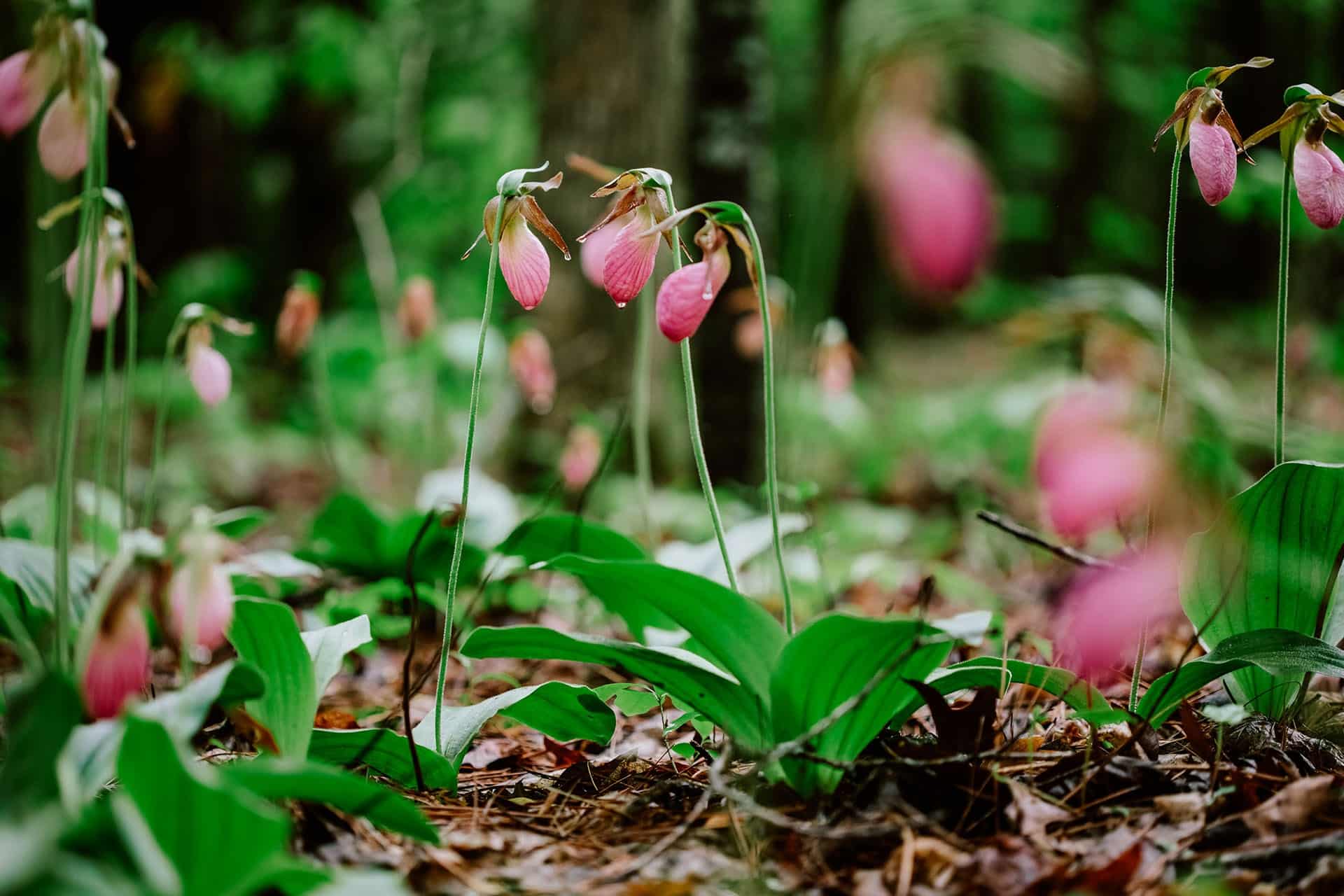 Forest Bathing and Forest Therapy with Dr. Mattie Decker - Conserving ...
