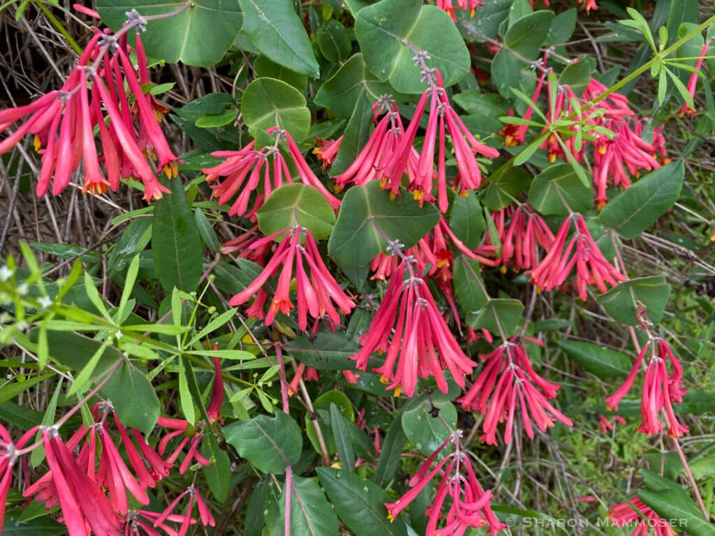 Native Plant Spotlight: Coral Honeysuckle - Conserving Carolina