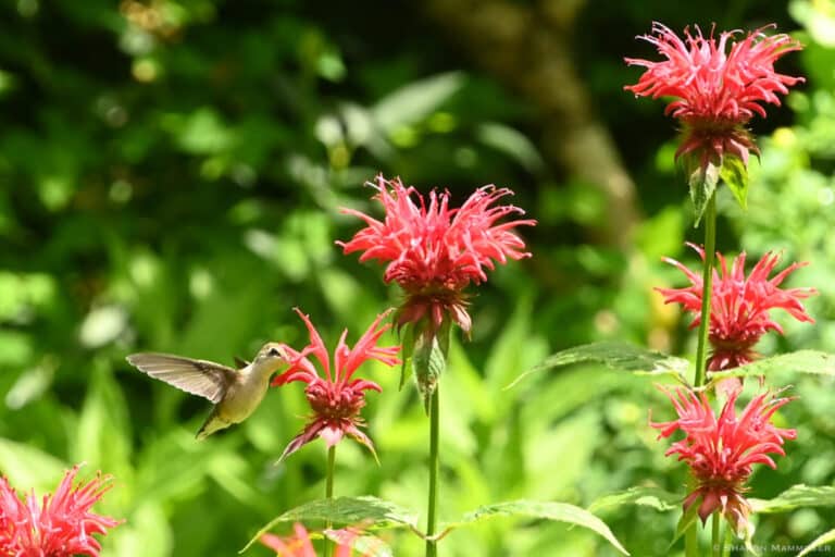 Native Plant Spotlight: Bee Balm - Conserving Carolina